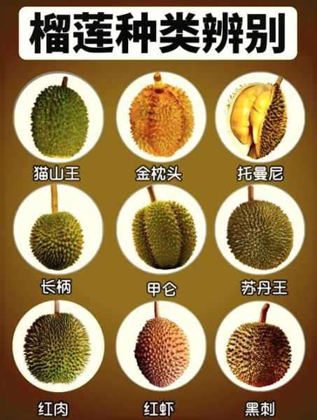 猫山王榴莲和金枕头榴莲区别_哪个更好吃-第1张图片-山城妙识 猫山王榴莲和金枕头榴莲区别_哪个更好吃-第1张图片-山城妙识