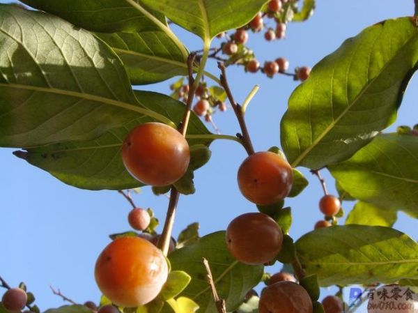 黑枣树几年结果_黑枣树怎么修剪-第1张图片-山城妙识 黑枣树几年结果_黑枣树怎么修剪-第1张图片-山城妙识