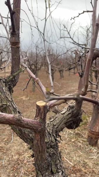 黑枣树几年结果_黑枣树怎么修剪-第2张图片-山城妙识 黑枣树几年结果_黑枣树怎么修剪-第2张图片-山城妙识