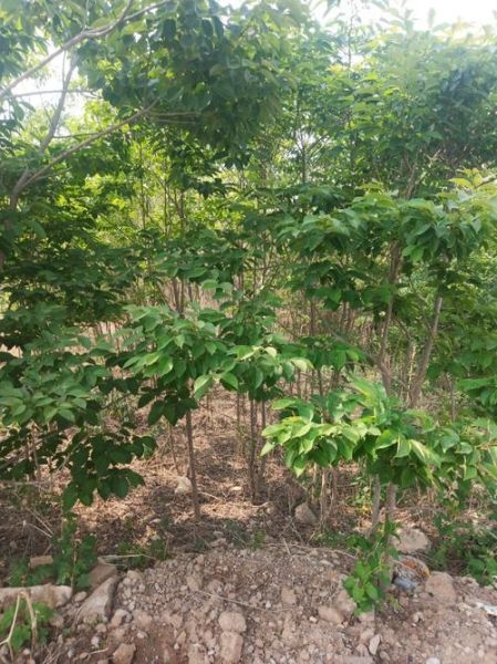 黑枣树几年结果_黑枣树怎么修剪-第3张图片-山城妙识 黑枣树几年结果_黑枣树怎么修剪-第3张图片-山城妙识