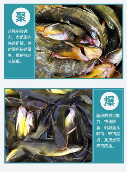 黄颡鱼吃什么_黄颡鱼最爱吃的饵料-第3张图片-山城妙识 黄颡鱼吃什么_黄颡鱼最爱吃的饵料-第3张图片-山城妙识