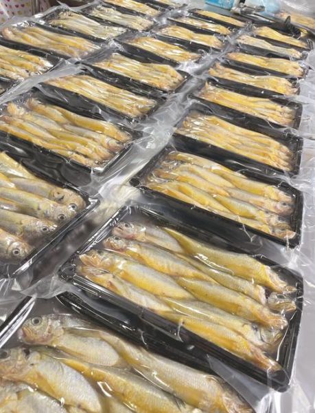 黄花鱼是海鱼还是河鱼_黄花鱼产地在哪里-第2张图片-山城妙识 黄花鱼是海鱼还是河鱼_黄花鱼产地在哪里-第2张图片-山城妙识