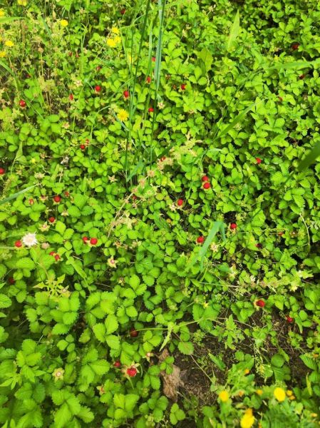 蛇莓多少钱一斤_蛇莓价格行情-第3张图片-山城妙识 蛇莓多少钱一斤_蛇莓价格行情-第3张图片-山城妙识