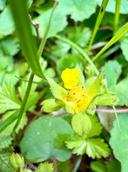 蛇莓多少钱一斤_蛇莓价格行情-第1张图片-山城妙识 蛇莓多少钱一斤_蛇莓价格行情-第1张图片-山城妙识