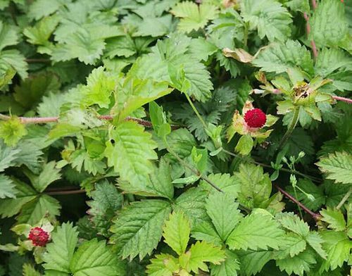 蛇莓多少钱一斤_蛇莓价格行情-第2张图片-山城妙识 蛇莓多少钱一斤_蛇莓价格行情-第2张图片-山城妙识