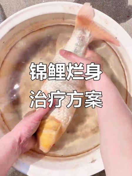 锦鲤鱼烂身用什么药最好_锦鲤鱼烂身烂尾怎么治疗-第3张图片-山城妙识