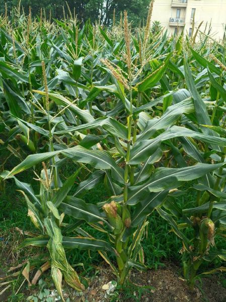 鲜玉米棒批发多少钱一斤_鲜玉米棒批发哪里便宜-第2张图片-山城妙识 鲜玉米棒批发多少钱一斤_鲜玉米棒批发哪里便宜-第2张图片-山城妙识