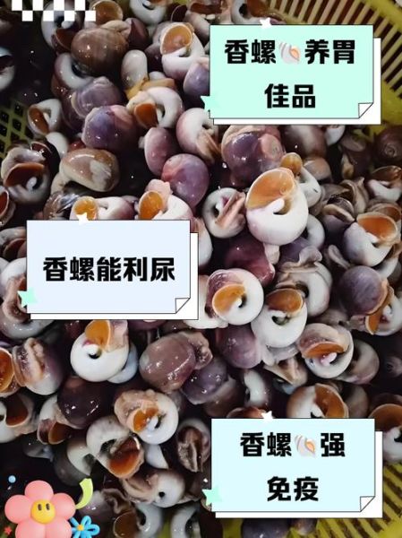 香螺尾部是黄还是屎_香螺尾部黄色能吃吗-第2张图片-山城妙识 香螺尾部是黄还是屎_香螺尾部黄色能吃吗-第2张图片-山城妙识