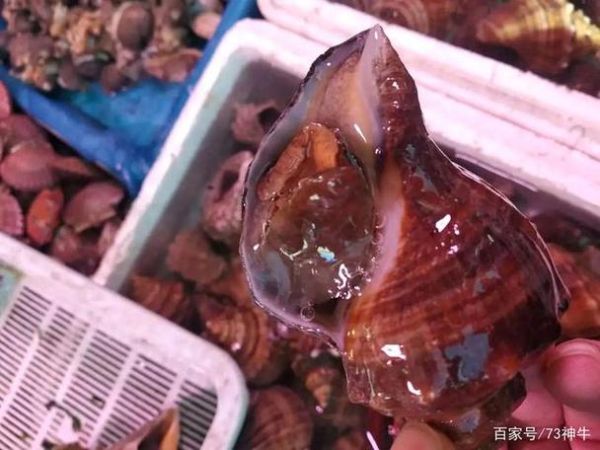 香螺尾部是黄还是屎_香螺尾部黄色能吃吗-第3张图片-山城妙识 香螺尾部是黄还是屎_香螺尾部黄色能吃吗-第3张图片-山城妙识