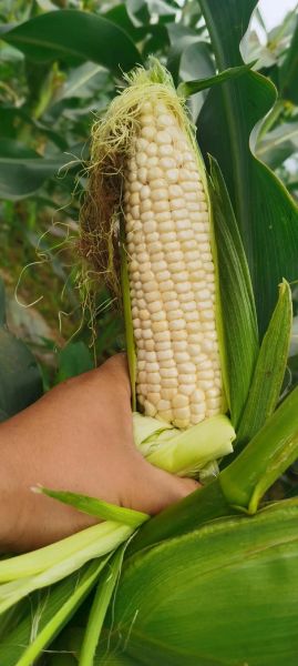 鲜玉米棒批发多少钱一斤_鲜玉米棒批发哪里便宜-第3张图片-山城妙识 鲜玉米棒批发多少钱一斤_鲜玉米棒批发哪里便宜-第3张图片-山城妙识