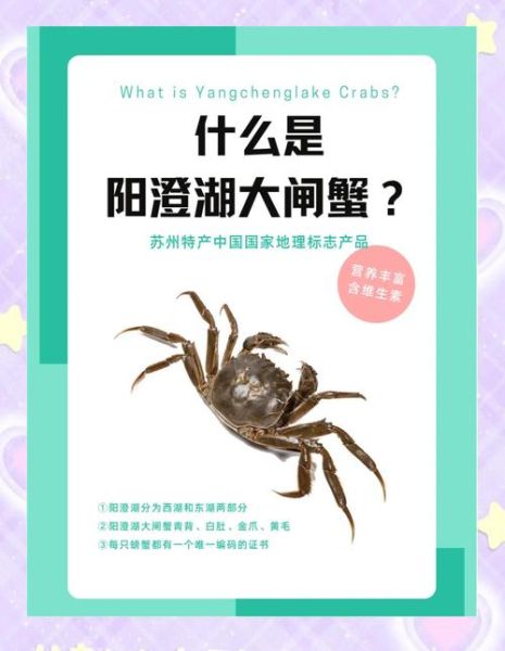 阳澄湖大闸蟹官网_如何辨别正宗-第3张图片-山城妙识 阳澄湖大闸蟹官网_如何辨别正宗-第3张图片-山城妙识