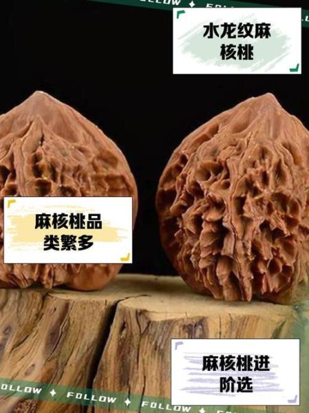 麻核桃品种有哪些_麻核桃品种怎么区分-第1张图片-山城妙识 麻核桃品种有哪些_麻核桃品种怎么区分-第1张图片-山城妙识