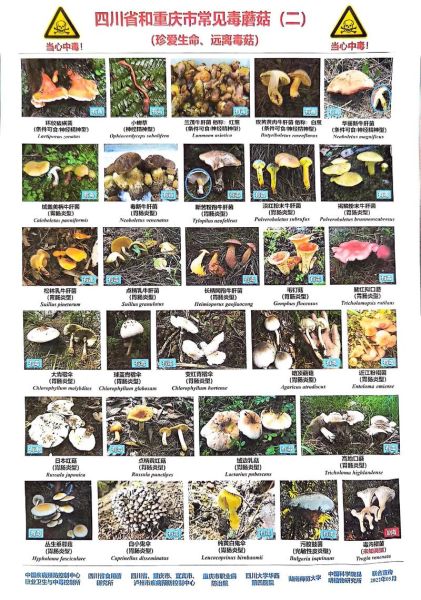 常见食用菌种类有哪些_如何辨别有毒蘑菇-第3张图片-山城妙识 常见食用菌种类有哪些_如何辨别有毒蘑菇-第3张图片-山城妙识