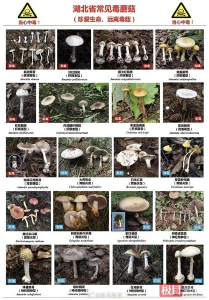 常见食用菌种类有哪些_如何辨别有毒蘑菇-第1张图片-山城妙识 常见食用菌种类有哪些_如何辨别有毒蘑菇-第1张图片-山城妙识