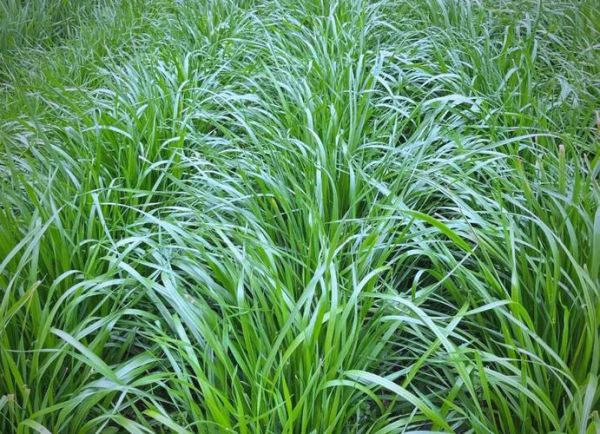 黑麦草图片_黑麦草长什么样-第1张图片-山城妙识 黑麦草图片_黑麦草长什么样-第1张图片-山城妙识