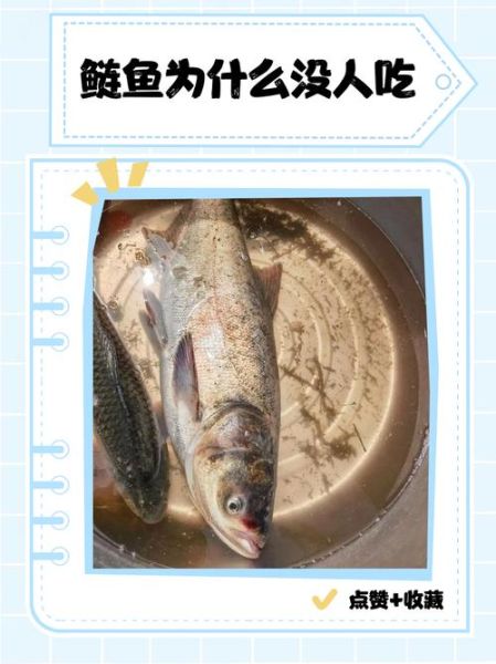 鲢鱼为什么没人吃_鲢鱼口感差的原因-第1张图片-山城妙识 鲢鱼为什么没人吃_鲢鱼口感差的原因-第1张图片-山城妙识