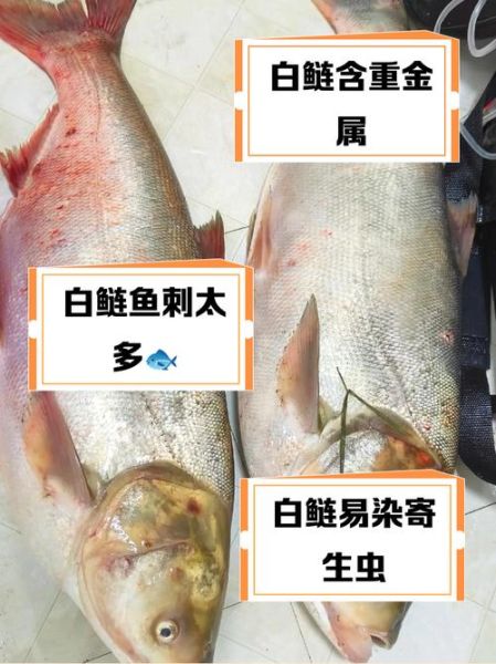 鲢鱼为什么没人吃_鲢鱼口感差的原因-第2张图片-山城妙识 鲢鱼为什么没人吃_鲢鱼口感差的原因-第2张图片-山城妙识