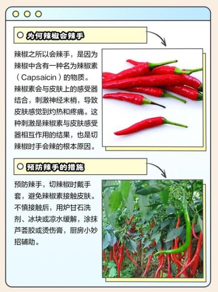 辣椒辣到手了最快消除_辣椒辣到手怎么办-第1张图片-山城妙识 辣椒辣到手了最快消除_辣椒辣到手怎么办-第1张图片-山城妙识