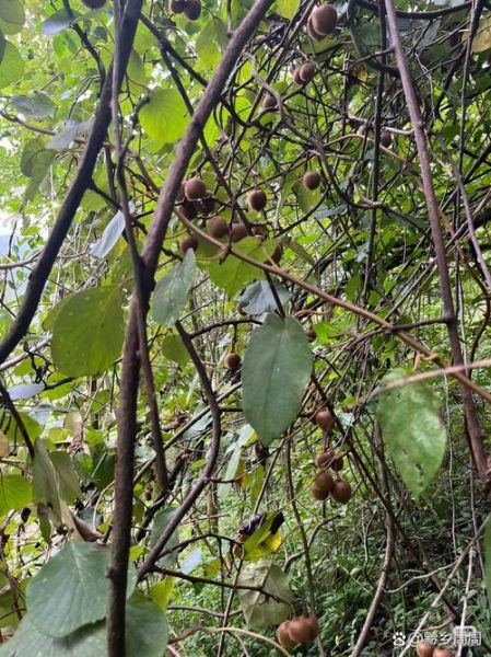 野生猕猴桃长什么样_野生猕猴桃图片识别技巧-第3张图片-山城妙识