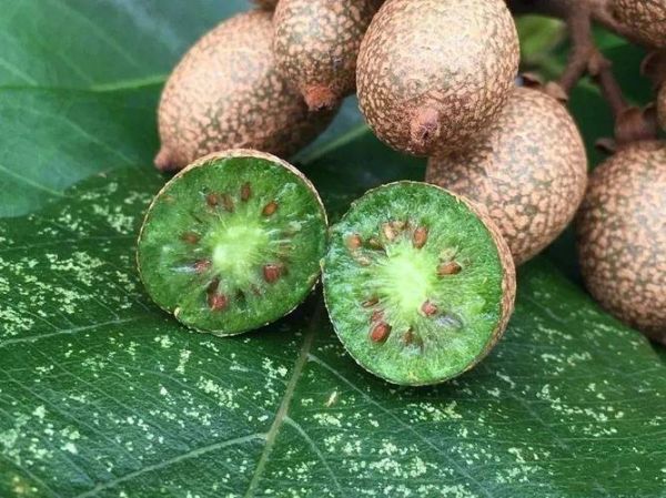 野生猕猴桃长什么样_野生猕猴桃图片识别技巧-第2张图片-山城妙识