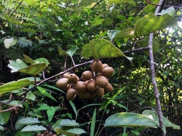 野生猕猴桃长什么样_野生猕猴桃图片识别技巧-第1张图片-山城妙识