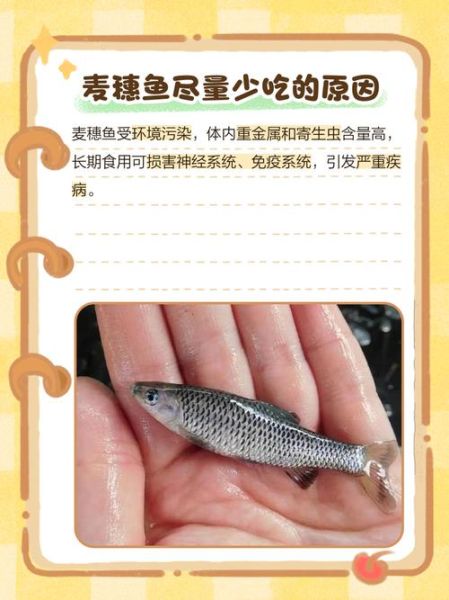 麦穗鱼怎么养_麦穗鱼吃什么-第1张图片-山城妙识 麦穗鱼怎么养_麦穗鱼吃什么-第1张图片-山城妙识