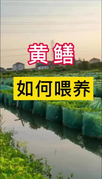 黄鳝养殖技术_如何提高成活率-第3张图片-山城妙识 黄鳝养殖技术_如何提高成活率-第3张图片-山城妙识