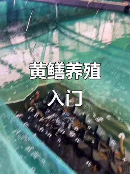 黄鳝养殖技术_如何提高成活率-第2张图片-山城妙识 黄鳝养殖技术_如何提高成活率-第2张图片-山城妙识