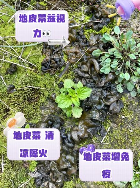 野生地皮菜有什么好处_地皮菜营养价值-第1张图片-山城妙识 野生地皮菜有什么好处_地皮菜营养价值-第1张图片-山城妙识