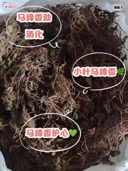 马蹄香长什么样_马蹄香图片怎么辨别真假-第2张图片-山城妙识 马蹄香长什么样_马蹄香图片怎么辨别真假-第2张图片-山城妙识