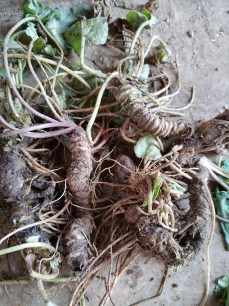 马蹄香长什么样_马蹄香图片怎么辨别真假-第3张图片-山城妙识 马蹄香长什么样_马蹄香图片怎么辨别真假-第3张图片-山城妙识