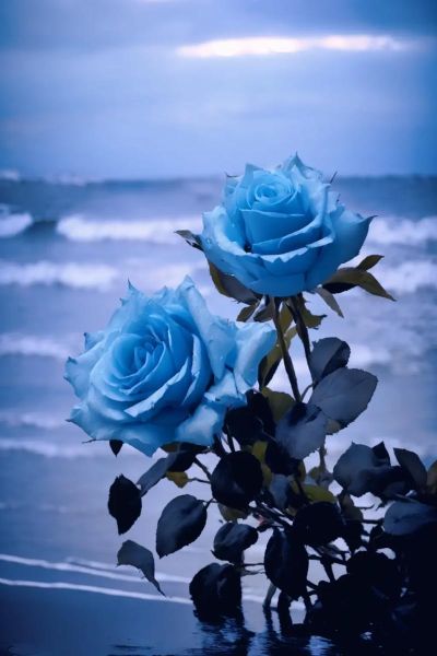蓝玫瑰代表什么_蓝玫瑰图片怎么拍好看-第1张图片-山城妙识 蓝玫瑰代表什么_蓝玫瑰图片怎么拍好看-第1张图片-山城妙识