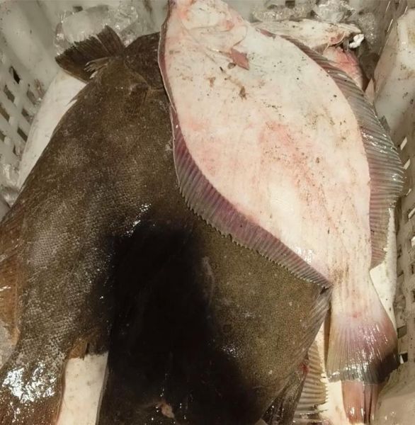 鸦片鱼价格多少钱一斤_鸦片鱼为什么这么贵-第1张图片-山城妙识 鸦片鱼价格多少钱一斤_鸦片鱼为什么这么贵-第1张图片-山城妙识