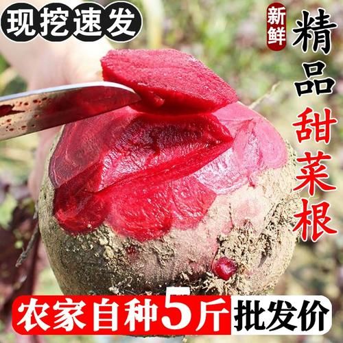 甜菜的别名是什么_甜菜根和糖萝卜的区别-第2张图片-山城妙识 甜菜的别名是什么_甜菜根和糖萝卜的区别-第2张图片-山城妙识