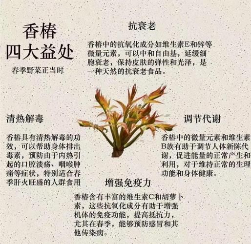 香椿苗怎么吃_香椿苗的吃法大全-第3张图片-山城妙识 香椿苗怎么吃_香椿苗的吃法大全-第3张图片-山城妙识