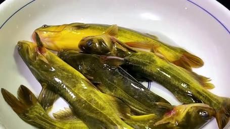 黄辣丁养殖一亩利润_黄辣丁养殖成本与收益-第3张图片-山城妙识 黄辣丁养殖一亩利润_黄辣丁养殖成本与收益-第3张图片-山城妙识