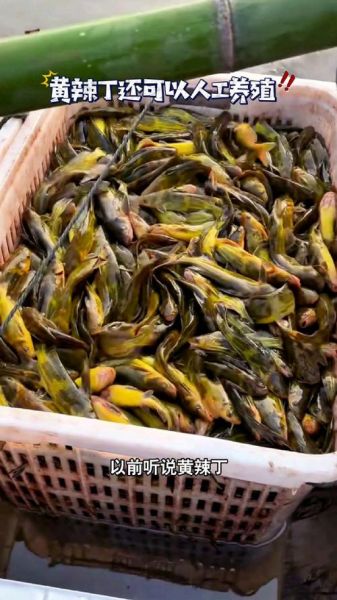 黄辣丁养殖一亩利润_黄辣丁养殖成本与收益-第1张图片-山城妙识 黄辣丁养殖一亩利润_黄辣丁养殖成本与收益-第1张图片-山城妙识