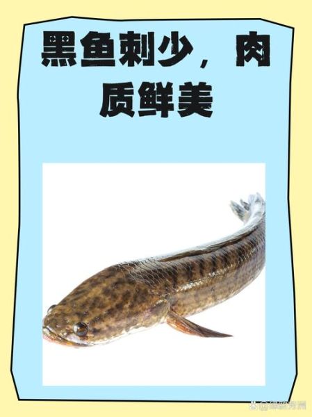 黑鱼禁忌人群有哪些_痛风患者能吃黑鱼吗-第3张图片-山城妙识 黑鱼禁忌人群有哪些_痛风患者能吃黑鱼吗-第3张图片-山城妙识