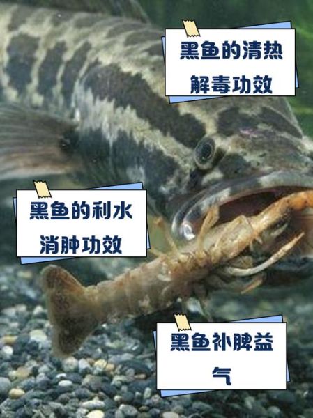 黑鱼禁忌人群有哪些_痛风患者能吃黑鱼吗-第1张图片-山城妙识 黑鱼禁忌人群有哪些_痛风患者能吃黑鱼吗-第1张图片-山城妙识