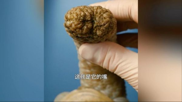 象拔蚌怎么立起来_自己坐上去安全吗-第3张图片-山城妙识 象拔蚌怎么立起来_自己坐上去安全吗-第3张图片-山城妙识