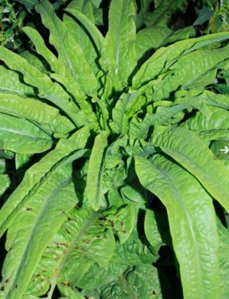 莴苣和生菜的区别_油麦菜是生菜吗-第1张图片-山城妙识 莴苣和生菜的区别_油麦菜是生菜吗-第1张图片-山城妙识