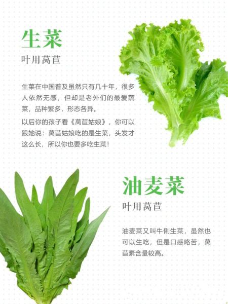 莴苣和生菜的区别_油麦菜是生菜吗-第3张图片-山城妙识 莴苣和生菜的区别_油麦菜是生菜吗-第3张图片-山城妙识