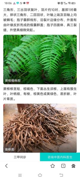 蕨根粉丝的功效与危害_蕨根粉丝吃多了有什么副作用-第1张图片-山城妙识