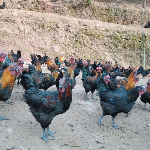 养1000只乌鸡一年利润多少_乌鸡养殖成本利润分析-第1张图片-山城妙识 养1000只乌鸡一年利润多少_乌鸡养殖成本利润分析-第1张图片-山城妙识