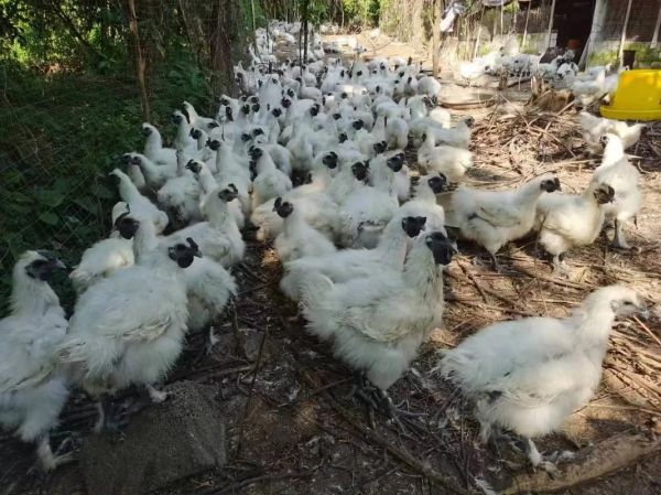 养1000只乌鸡一年利润多少_乌鸡养殖成本利润分析-第3张图片-山城妙识 养1000只乌鸡一年利润多少_乌鸡养殖成本利润分析-第3张图片-山城妙识