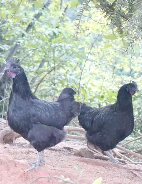 养1000只乌鸡一年利润多少_乌鸡养殖成本利润分析-第2张图片-山城妙识 养1000只乌鸡一年利润多少_乌鸡养殖成本利润分析-第2张图片-山城妙识