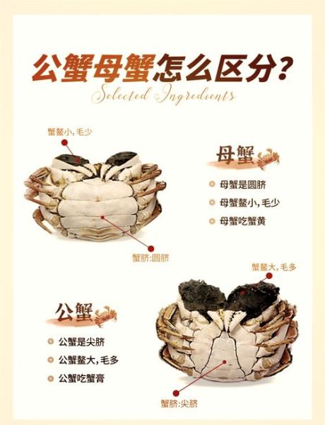 螃蟹哪些地方可以吃_哪些部位不能吃-第3张图片-山城妙识 螃蟹哪些地方可以吃_哪些部位不能吃-第3张图片-山城妙识