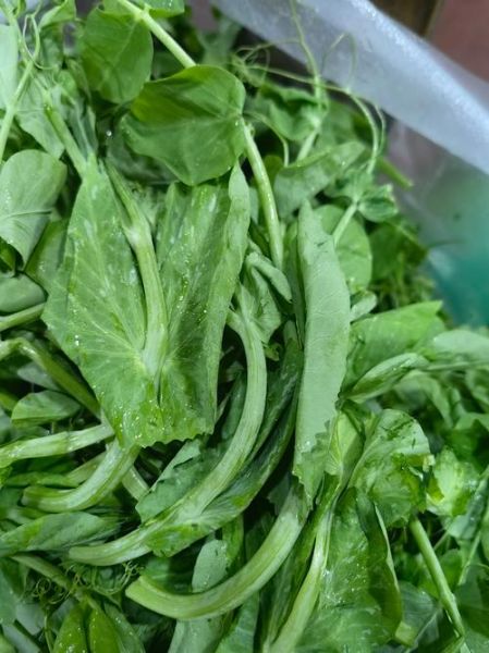 清炒豌豆尖怎么做_清炒豌豆尖要焯水吗-第3张图片-山城妙识 清炒豌豆尖怎么做_清炒豌豆尖要焯水吗-第3张图片-山城妙识