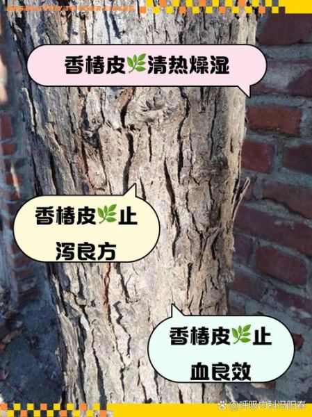 香椿树皮熬水治皮肤病有效吗_怎么用-第1张图片-山城妙识 香椿树皮熬水治皮肤病有效吗_怎么用-第1张图片-山城妙识