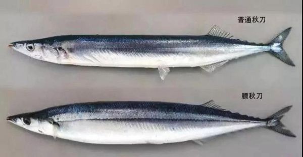 秋刀鱼是海鱼还是淡水鱼_秋刀鱼生活在哪里-第3张图片-山城妙识 秋刀鱼是海鱼还是淡水鱼_秋刀鱼生活在哪里-第3张图片-山城妙识